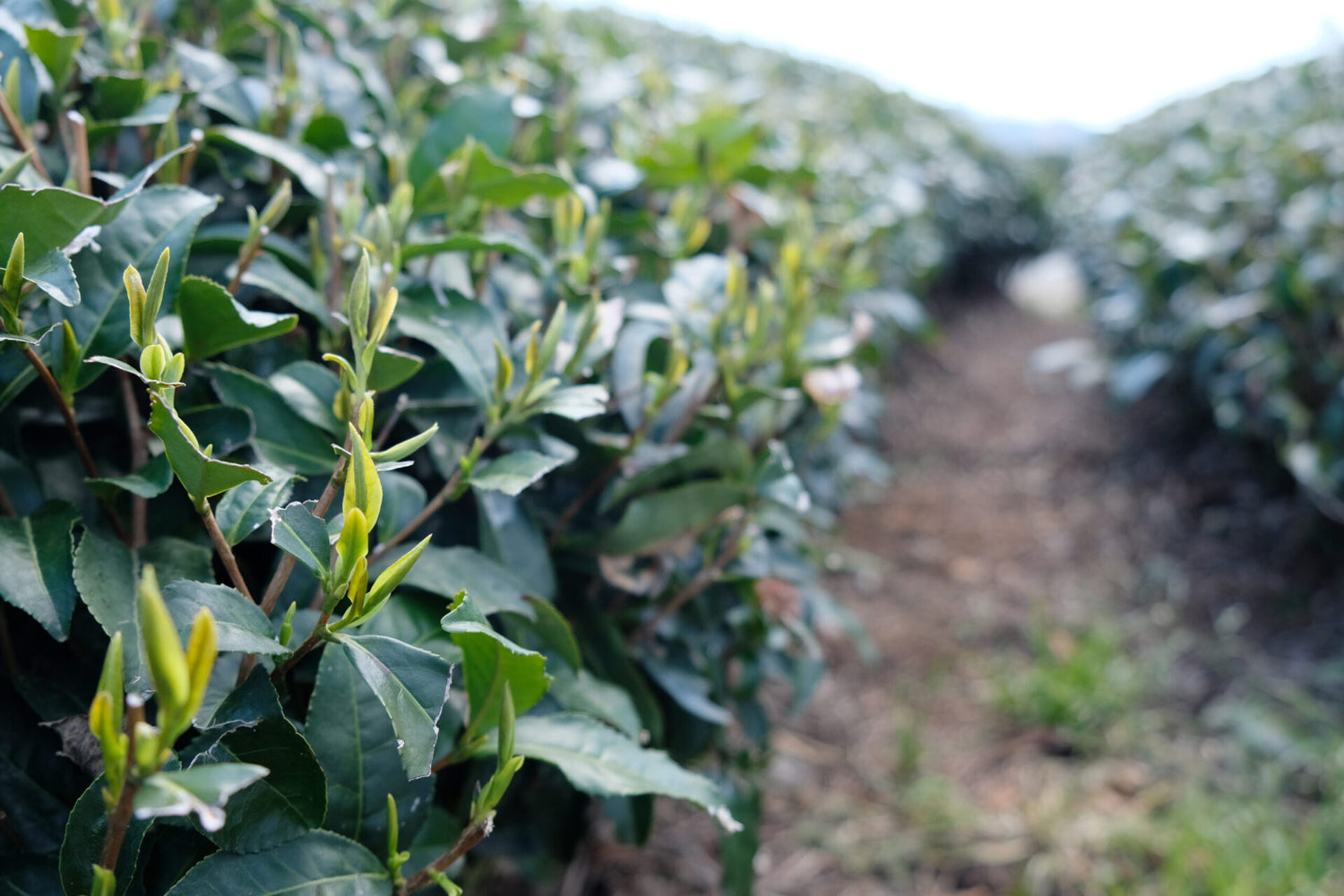 Blog – Kiyo Matcha